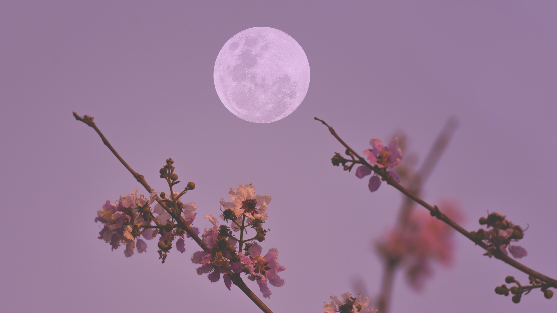 Witness the Pink Moon 2024: Amazing things you need to know